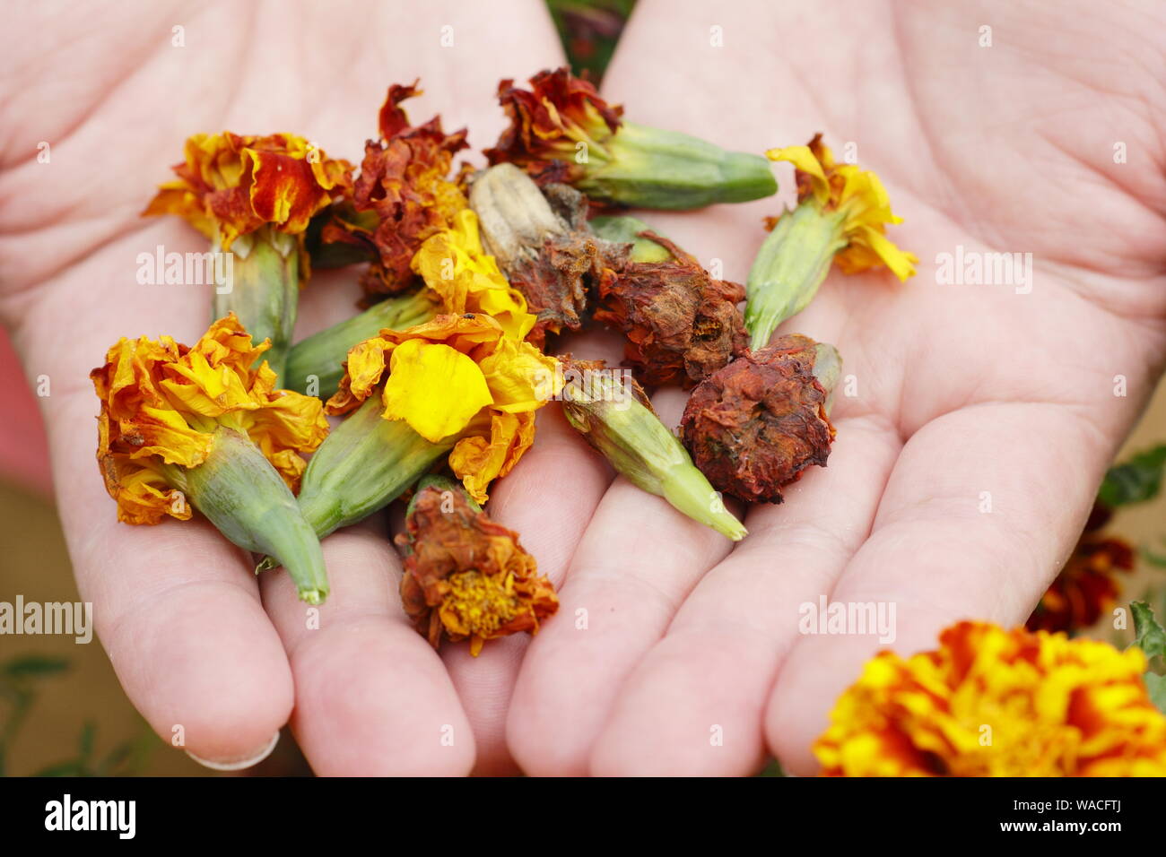 Marigold deadheads hi-res stock photography and images - Alamy
