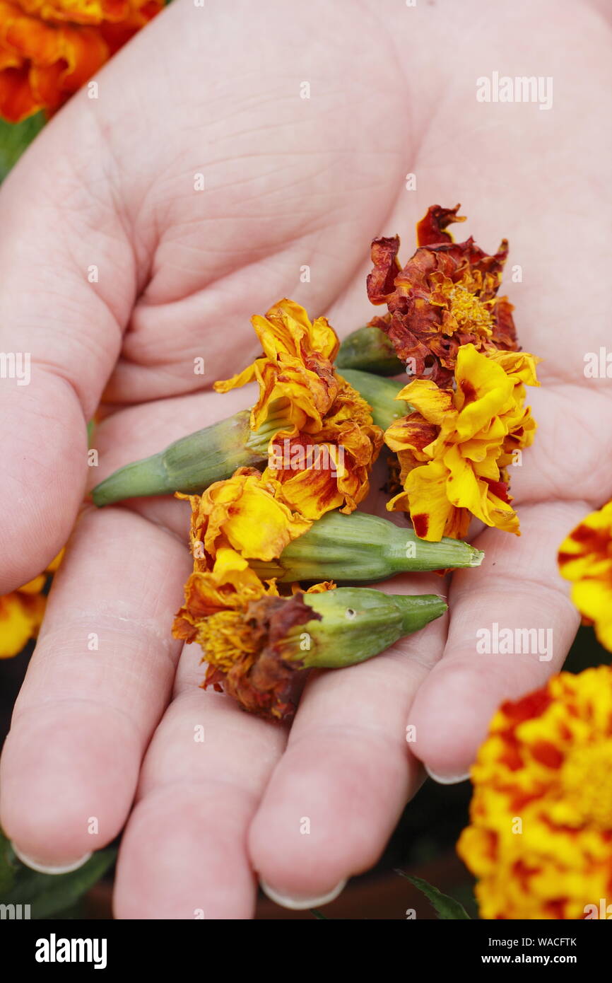 Deadheading marigold hi-res stock photography and images - Alamy