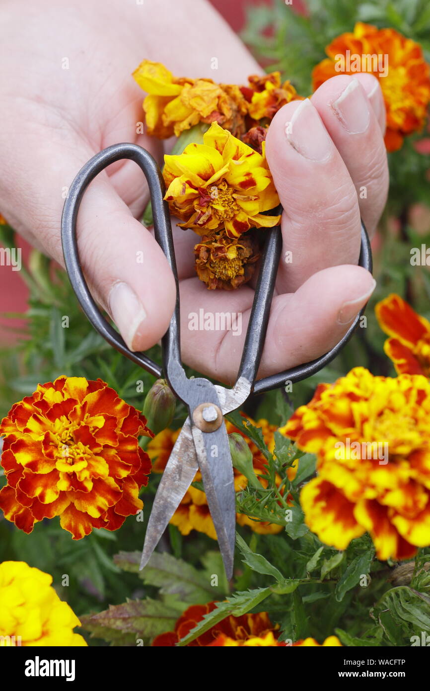 Deadheading marigold flower hi-res stock photography and images - Alamy