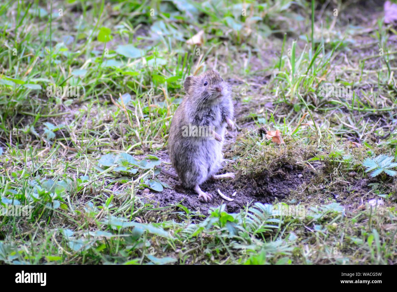 The common vole (microtus arvalis) stands on ground and looks around ...