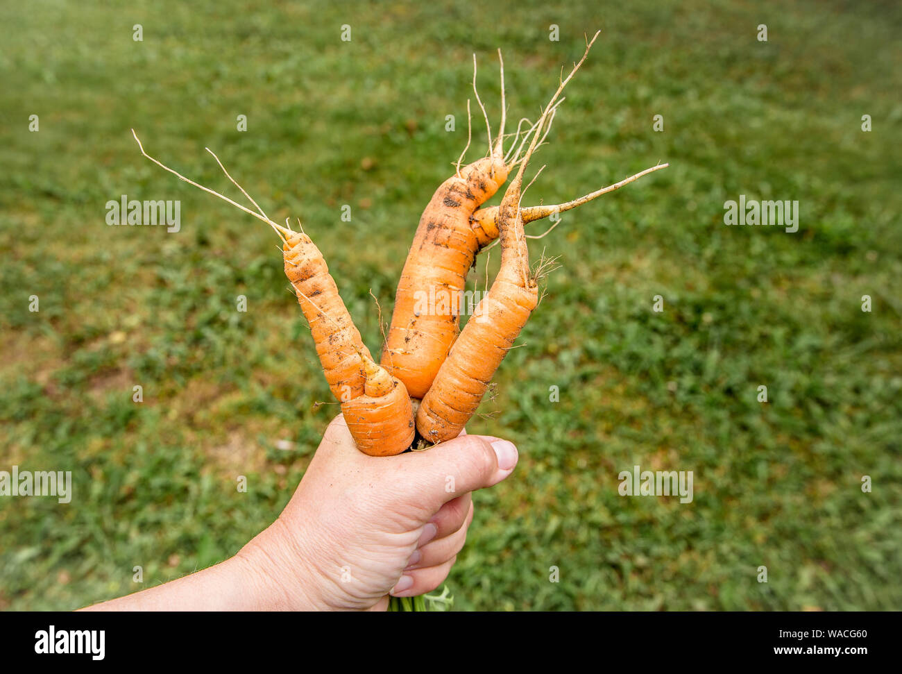 Malformed carrots hi-res stock photography and images - Alamy