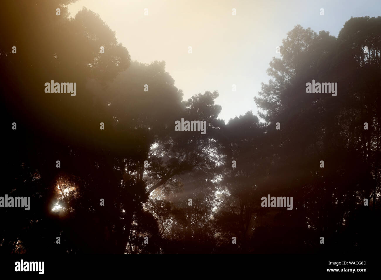 Forest trees in sunlight and fog Stock Photo - Alamy