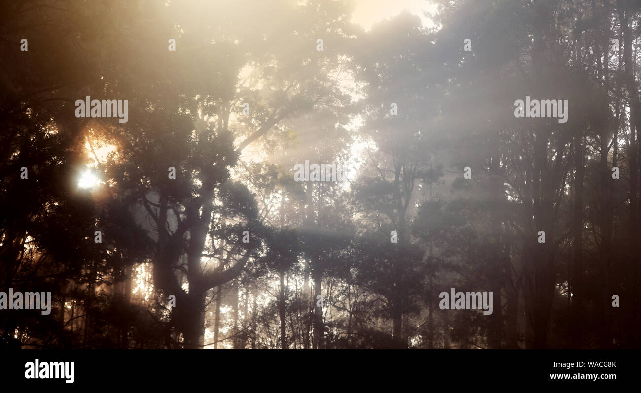 Forest trees in sunlight and fog Stock Photo - Alamy