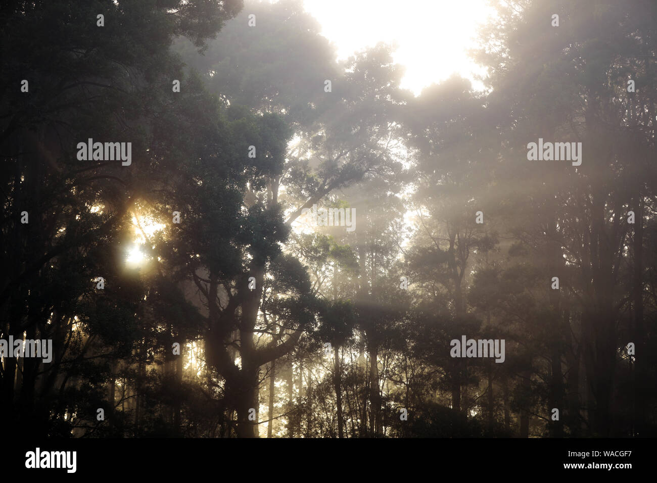 Forest trees in sunlight and fog Stock Photo - Alamy