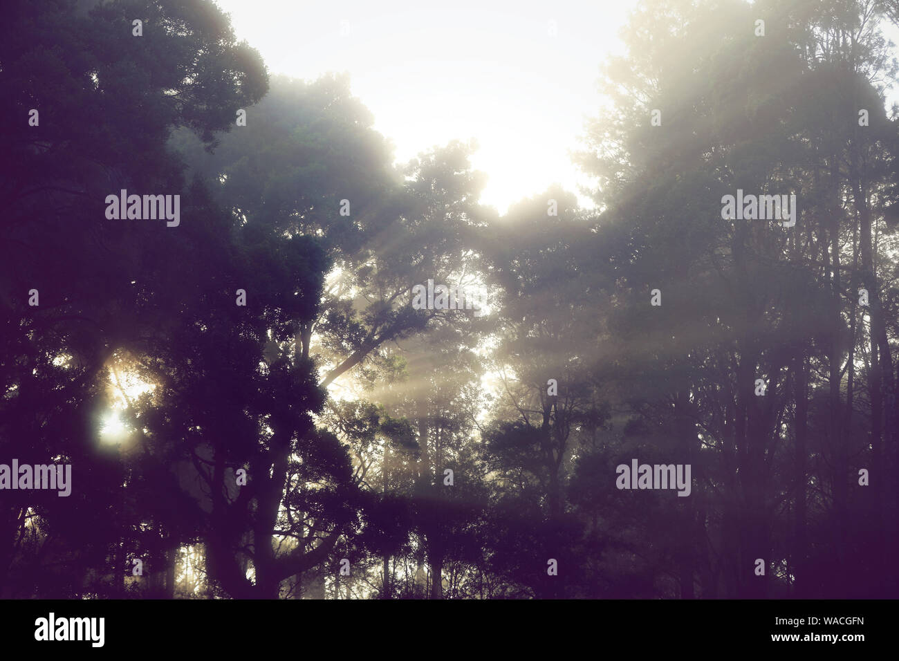 Sky beautiful landscape tree sheets hi-res stock photography and images ...