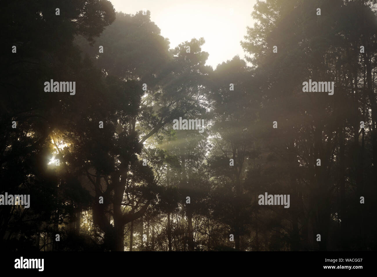 Forest trees in sunlight and fog Stock Photo - Alamy