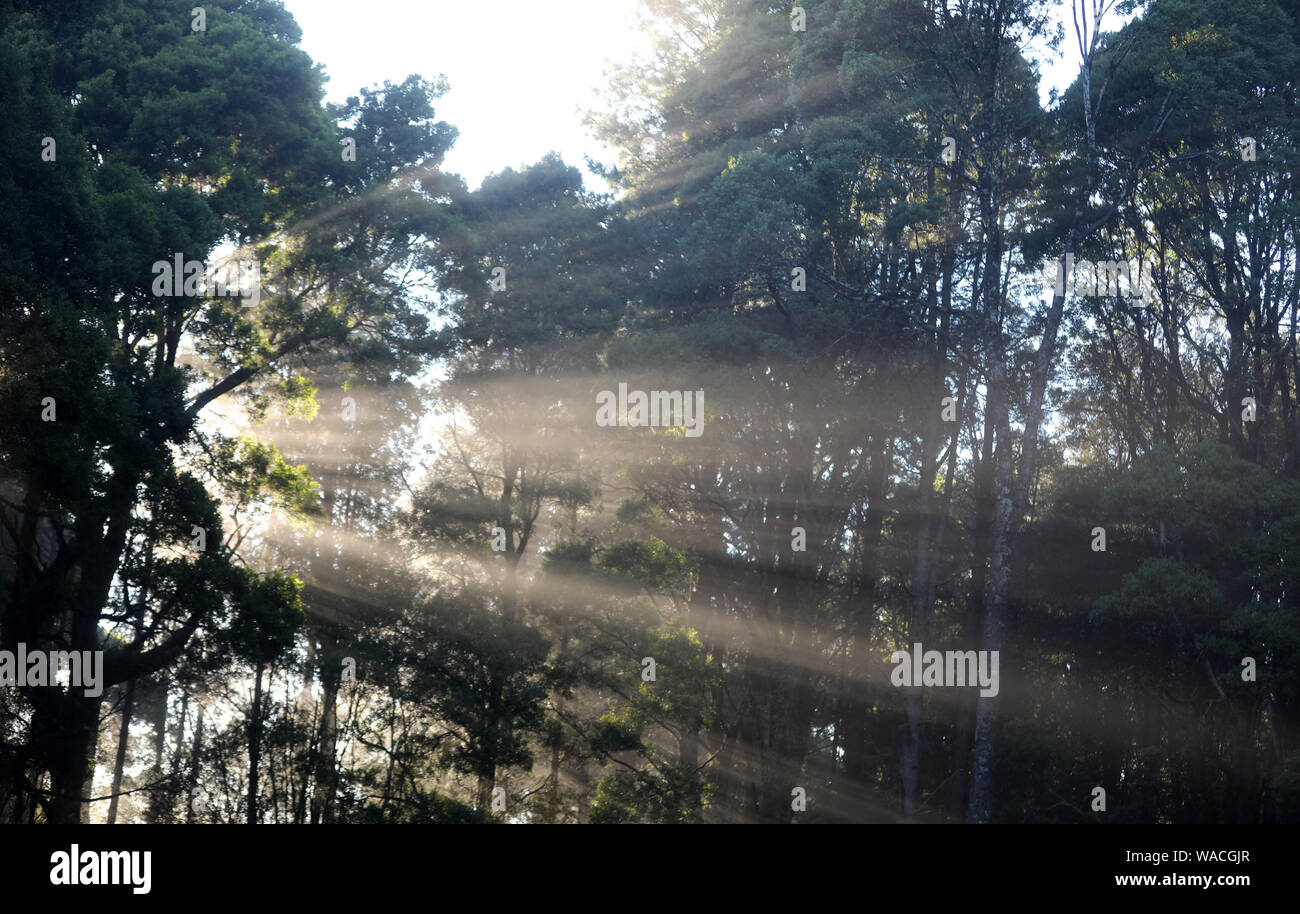Forest trees in sunlight and fog Stock Photo - Alamy
