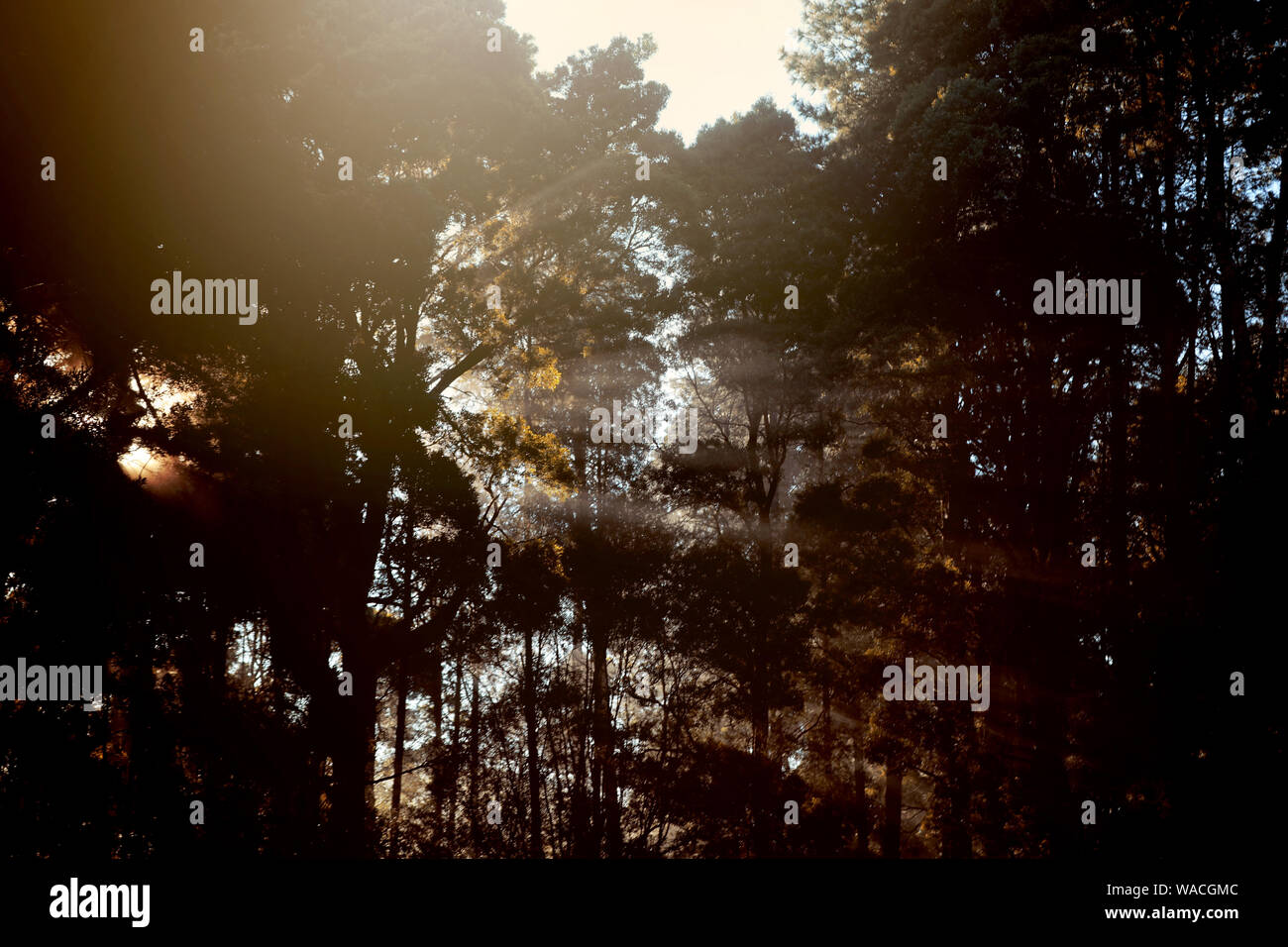 Forest trees in sunlight and fog Stock Photo - Alamy