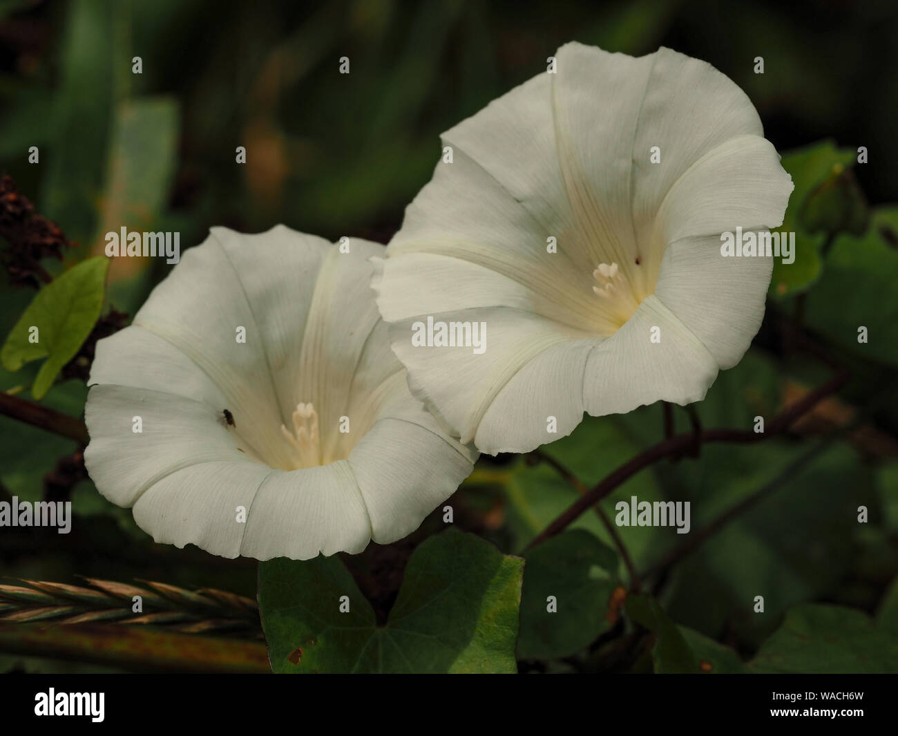 Large white common bindweed flowers (Convolvulus arvensis) in a ...