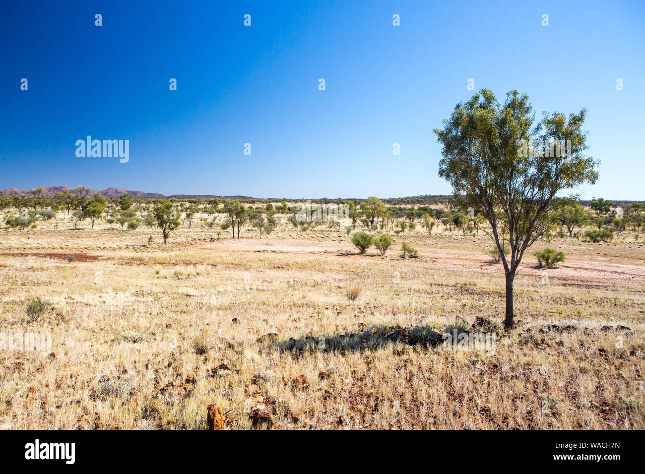 Outback Landscape in Summer Stock Photo - Alamy