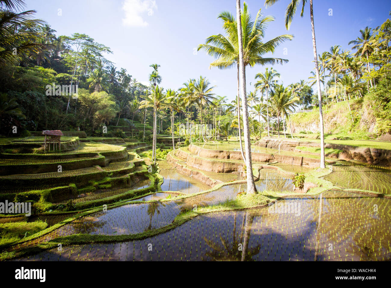 Rice Fields Near Ubud in Indonesia Stock Photo - Alamy