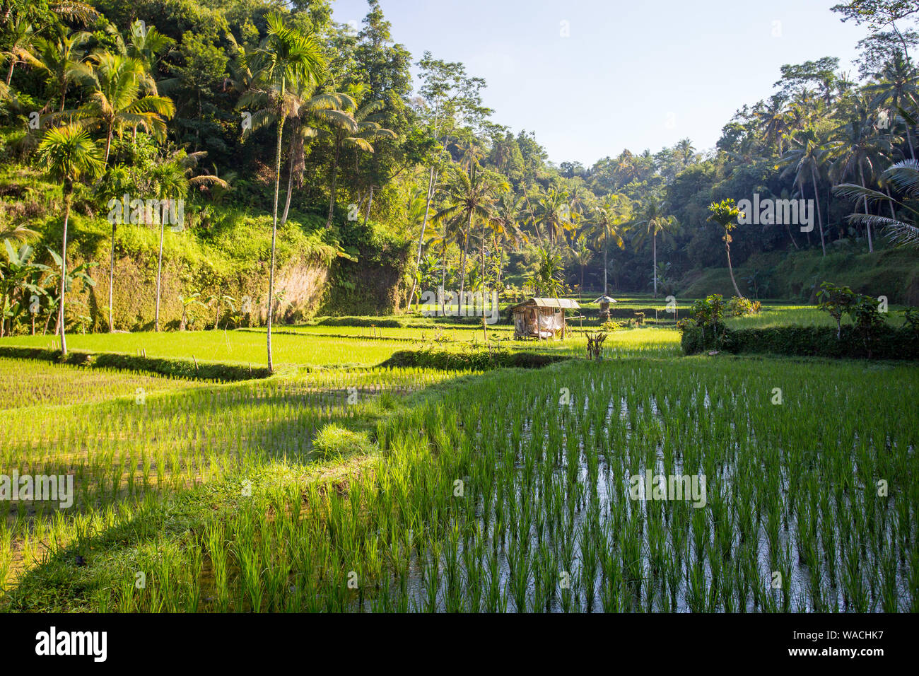 Rice Fields Near Ubud in Indonesia Stock Photo - Alamy