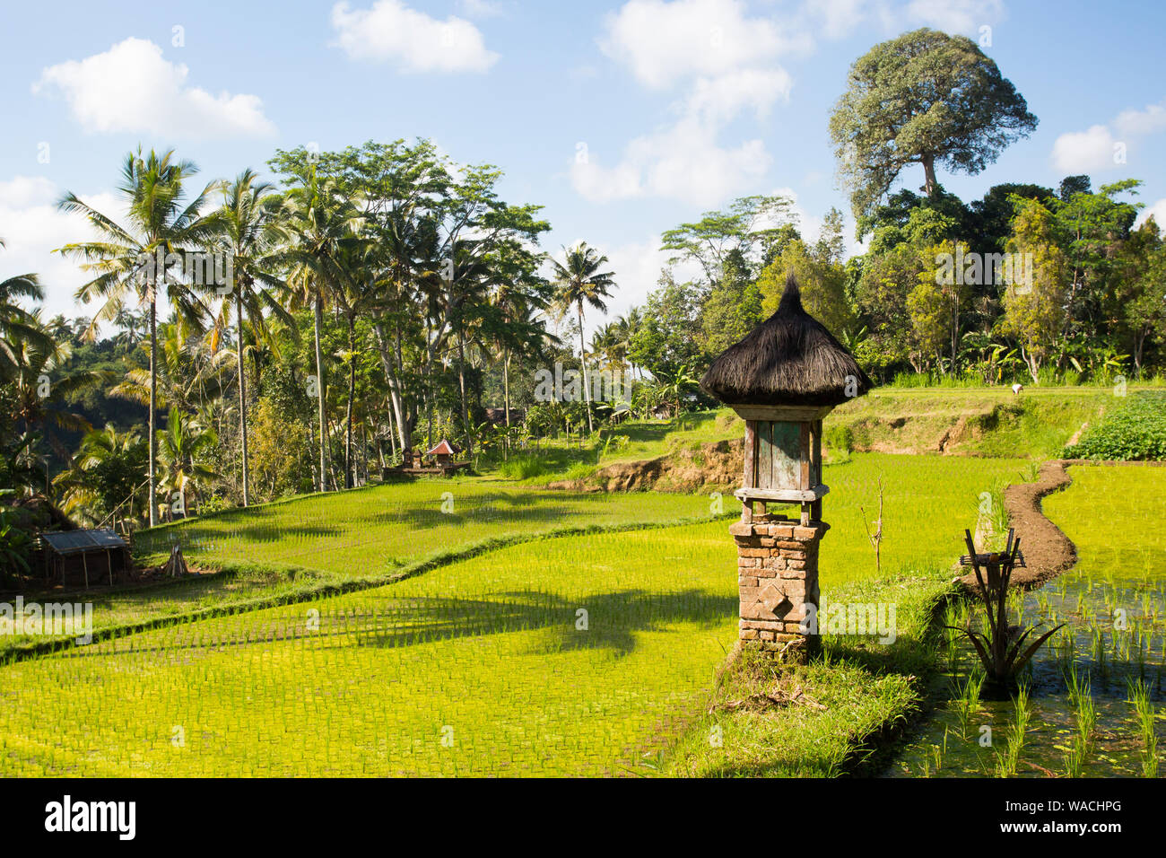 Rice Fields Near Ubud in Indonesia Stock Photo - Alamy