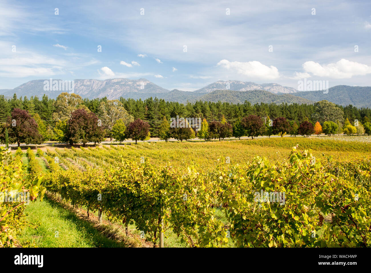 Buffalo grapes hi-res stock photography and images - Alamy