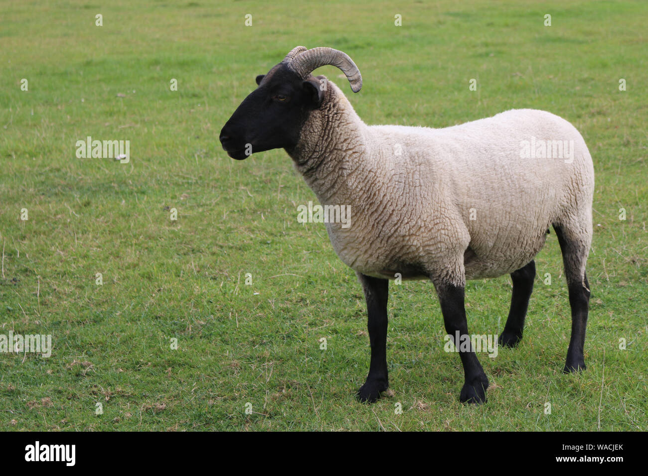 Single sheep, probably the Norfolk Horn breed, with horns and a black ...