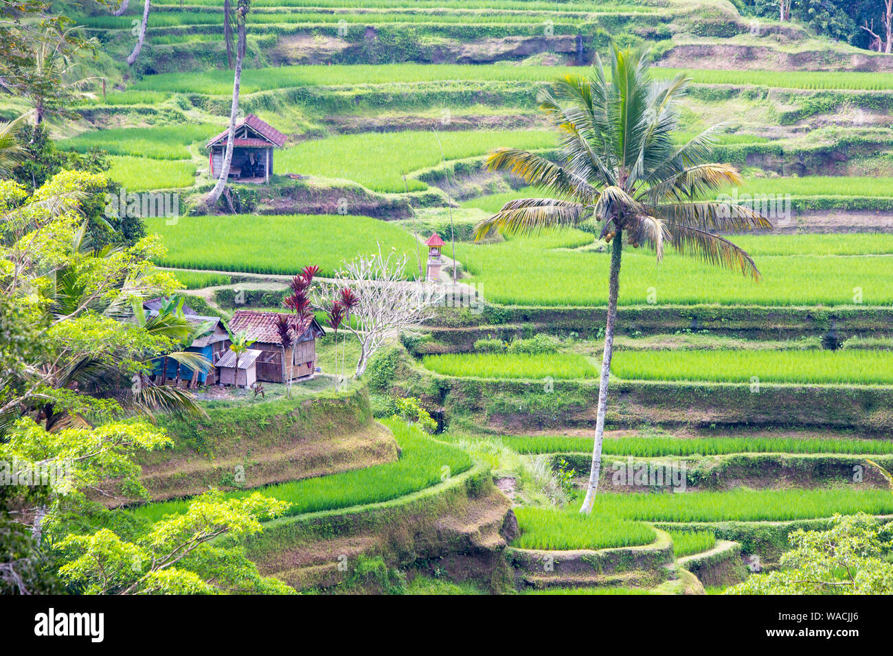 Rice Fields Near Ubud in Indonesia Stock Photo - Alamy