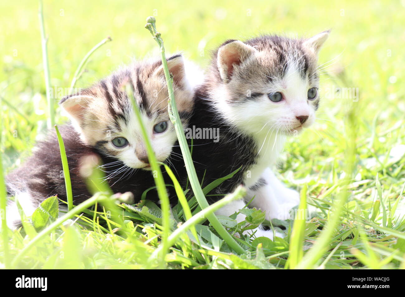 Bleux hi-res stock photography and images - Alamy