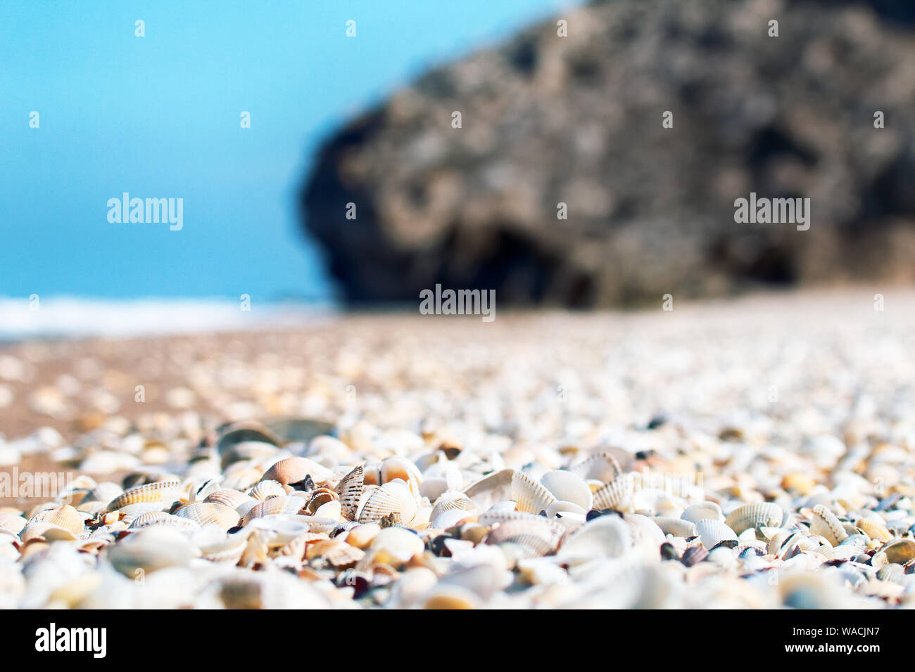 Coquina Clam High Resolution Stock Photography and Images - Alamy