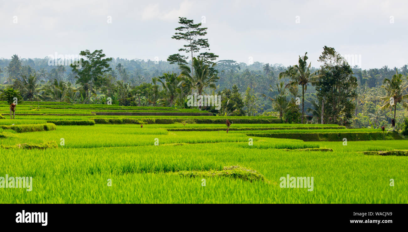 Rice Fields Near Ubud in Indonesia Stock Photo - Alamy