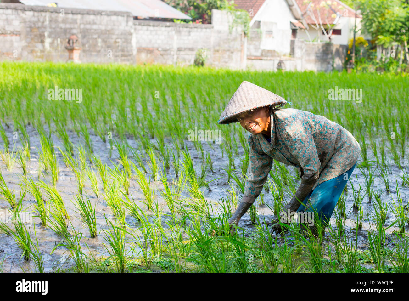 Rice farmer hi-res stock photography and images - Alamy