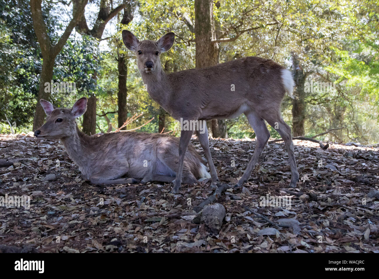 Sika deer, Nara Park, Japan Stock Photo - Alamy