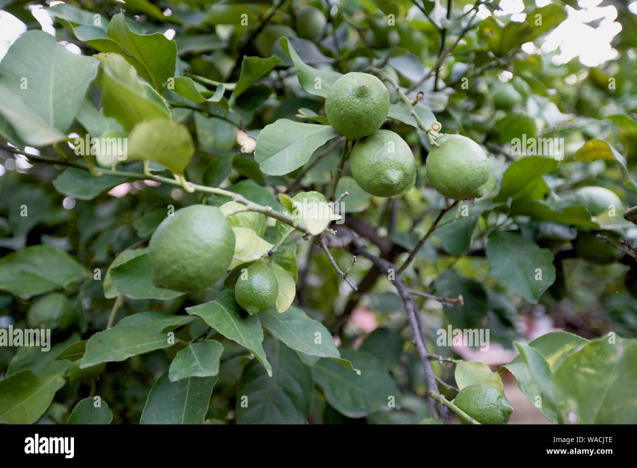 Lime fruit in dense branches on a citrus plantation in the ...