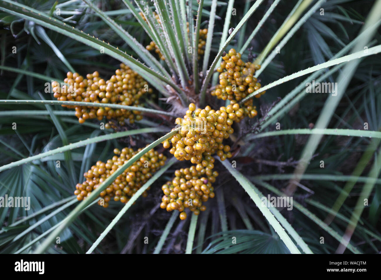 Numerous ripening fruits on the trunk of the palm between long narrow ...
