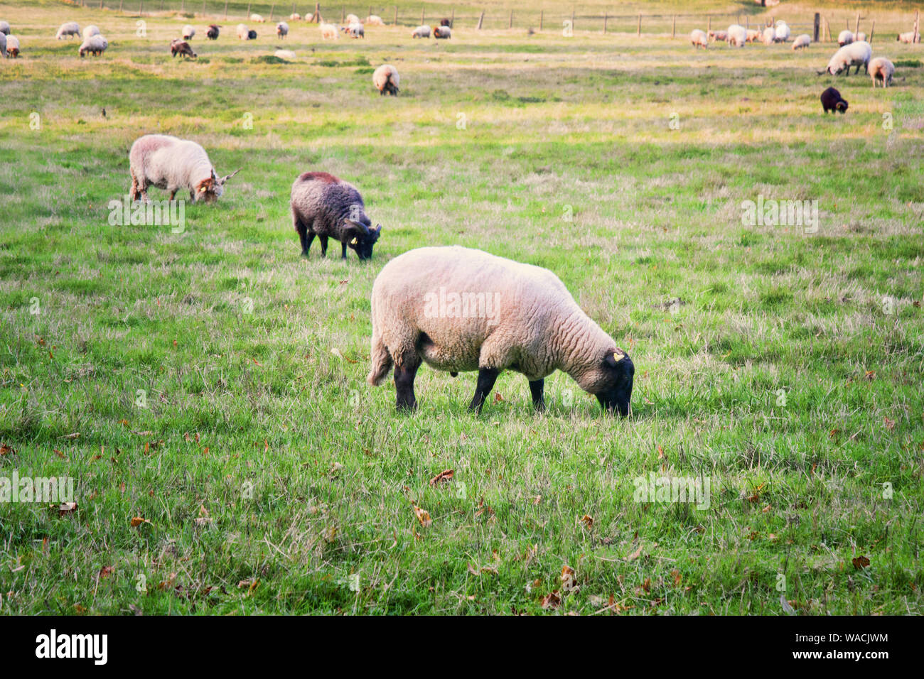 Sheep in a fenced pasture, sheep breeding Stock Photo - Alamy