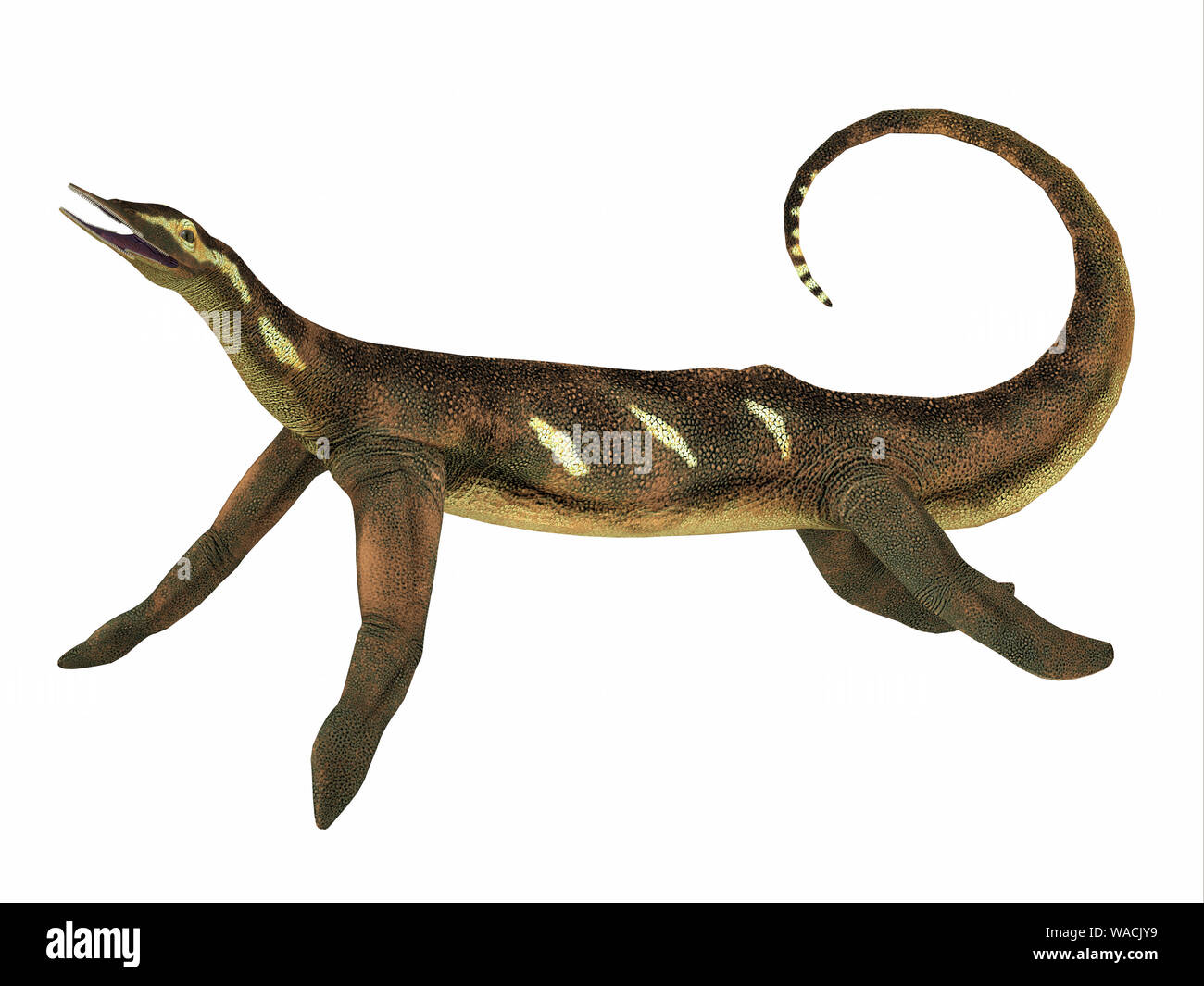 Triassic Marine Animals