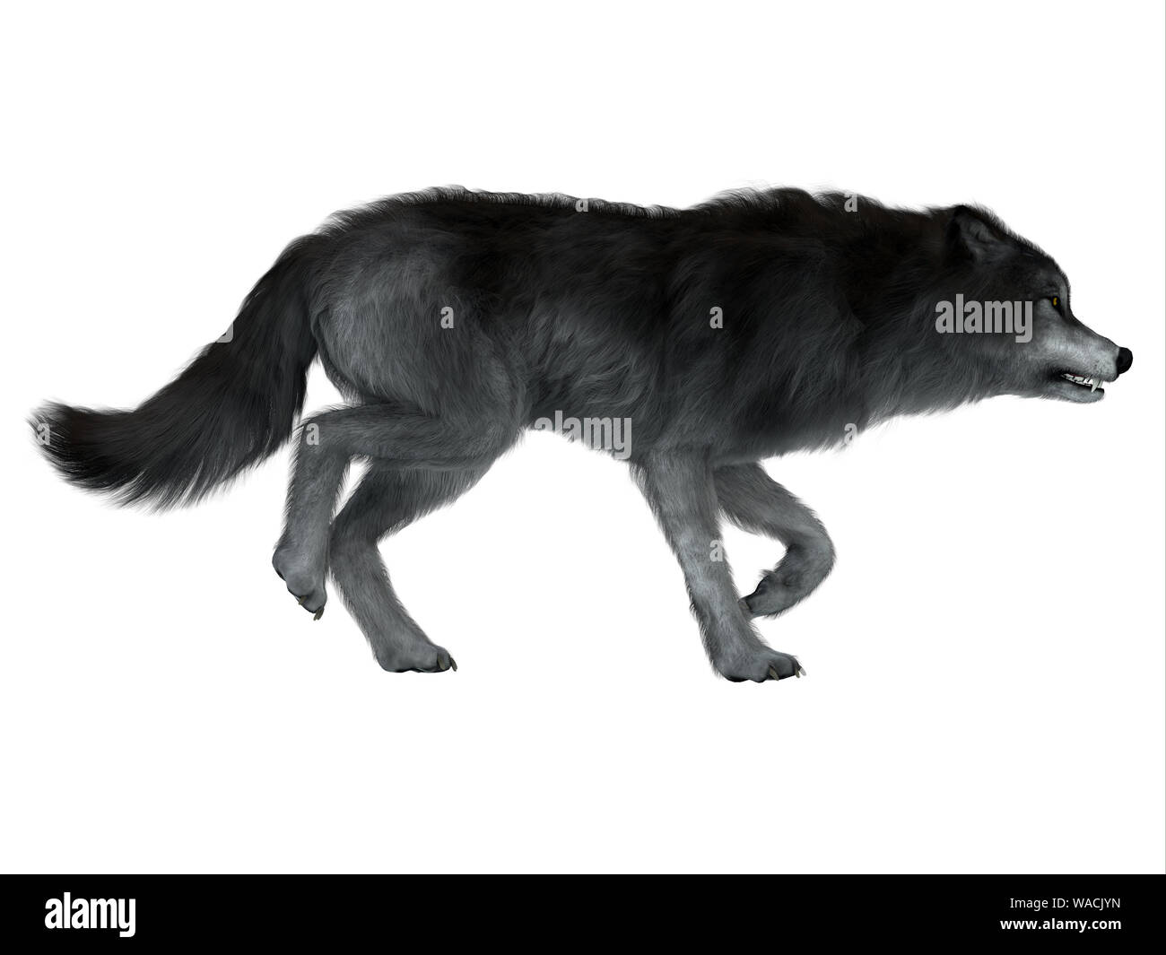 Dire wolf hi-res stock photography and images - Alamy