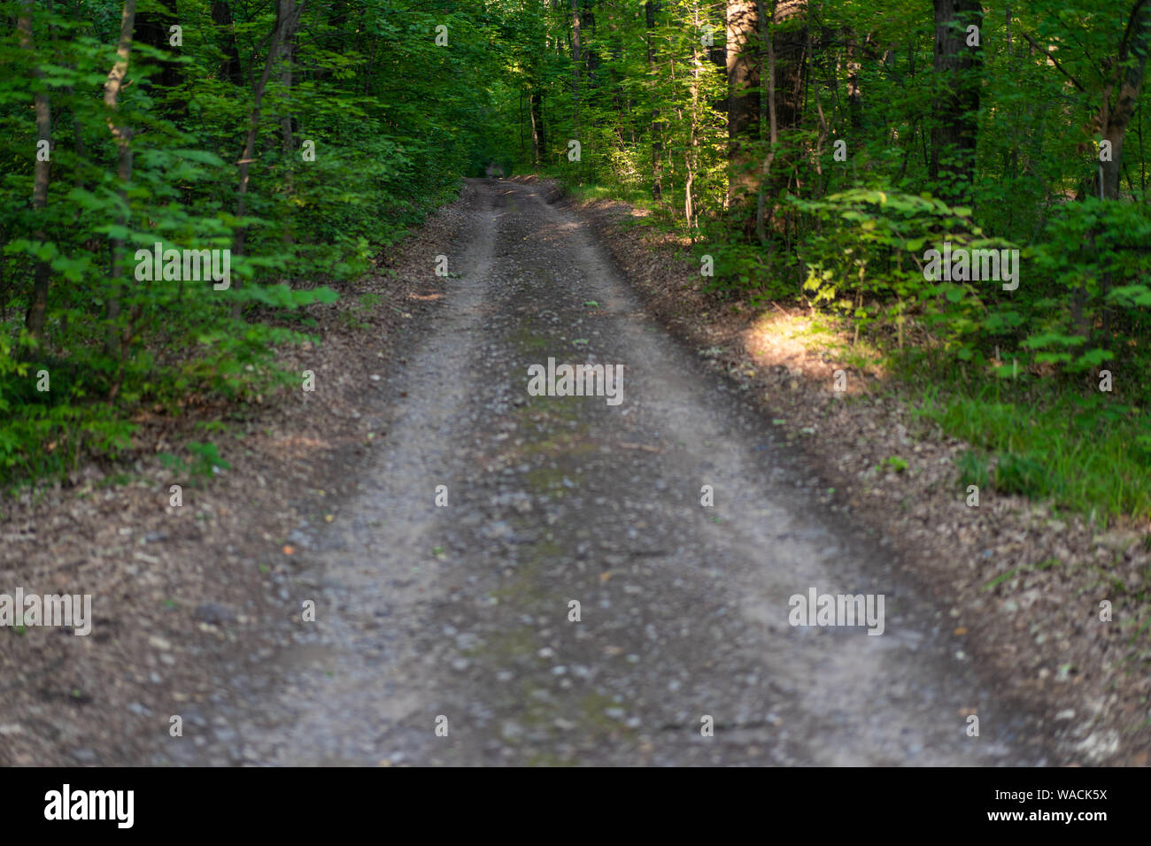 Old dirt road in a green summer forest. Nobody in the woodland Stock ...