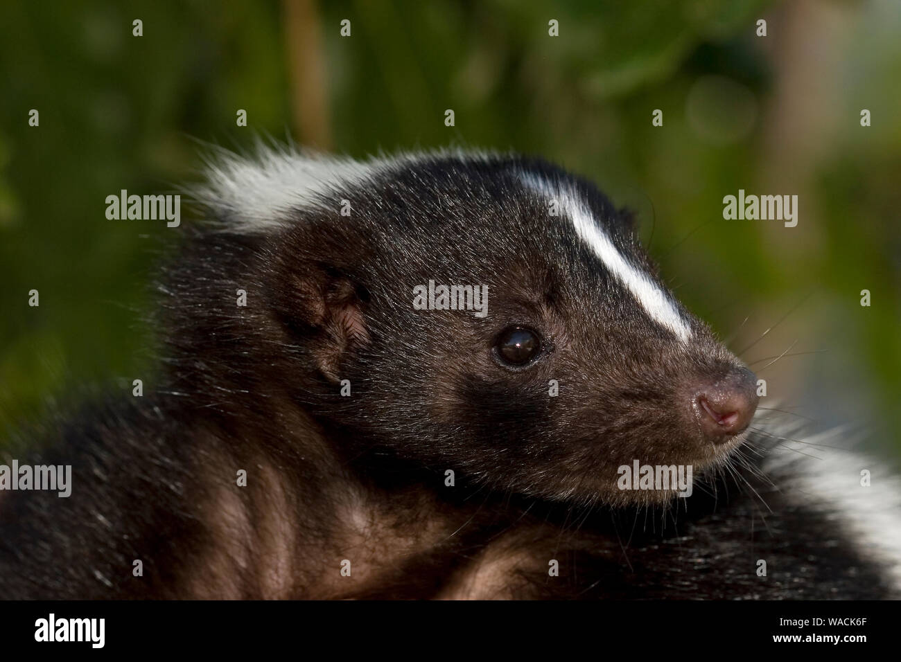 Striped skunk hi-res stock photography and images - Alamy