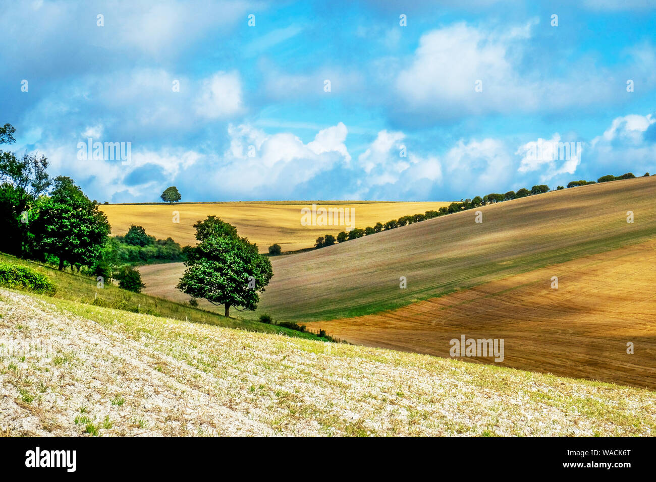 Sussex, English landscape, rolling hills, golden color of the crops ...