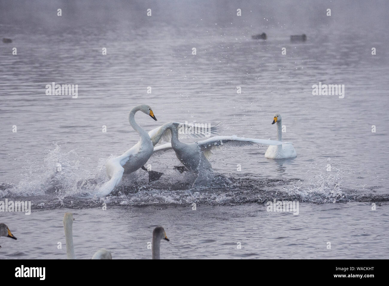 Bite fight hi-res stock photography and images - Alamy