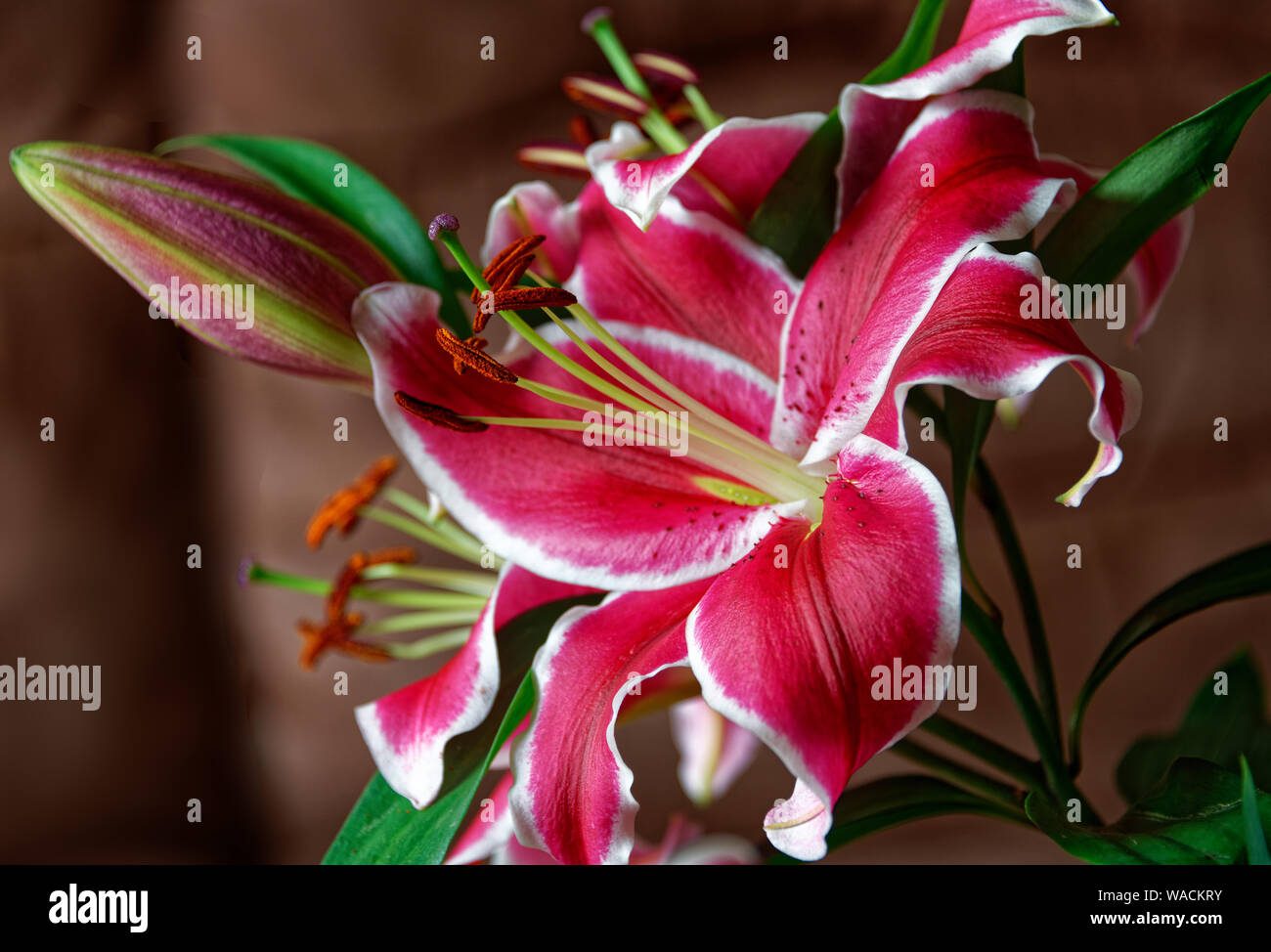 Beautiful Pink and Red Oriental Lily Hybrid named 'Front page' Stock ...