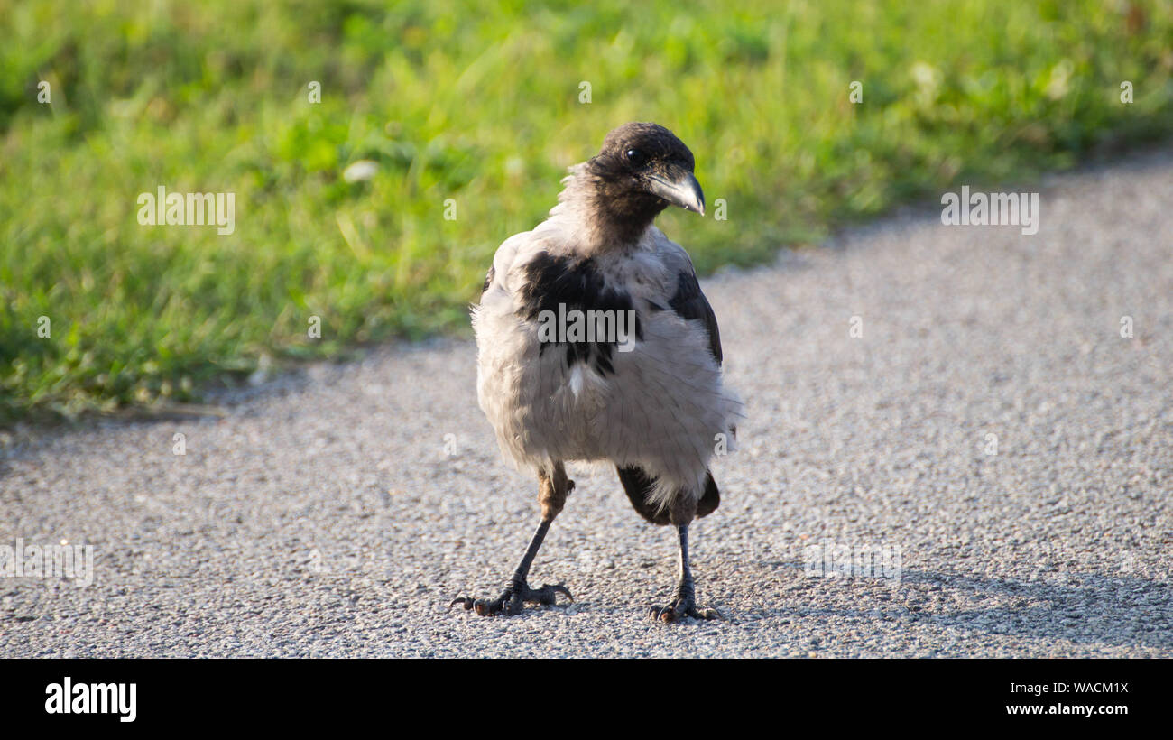 Little crow hi-res stock photography and images - Alamy