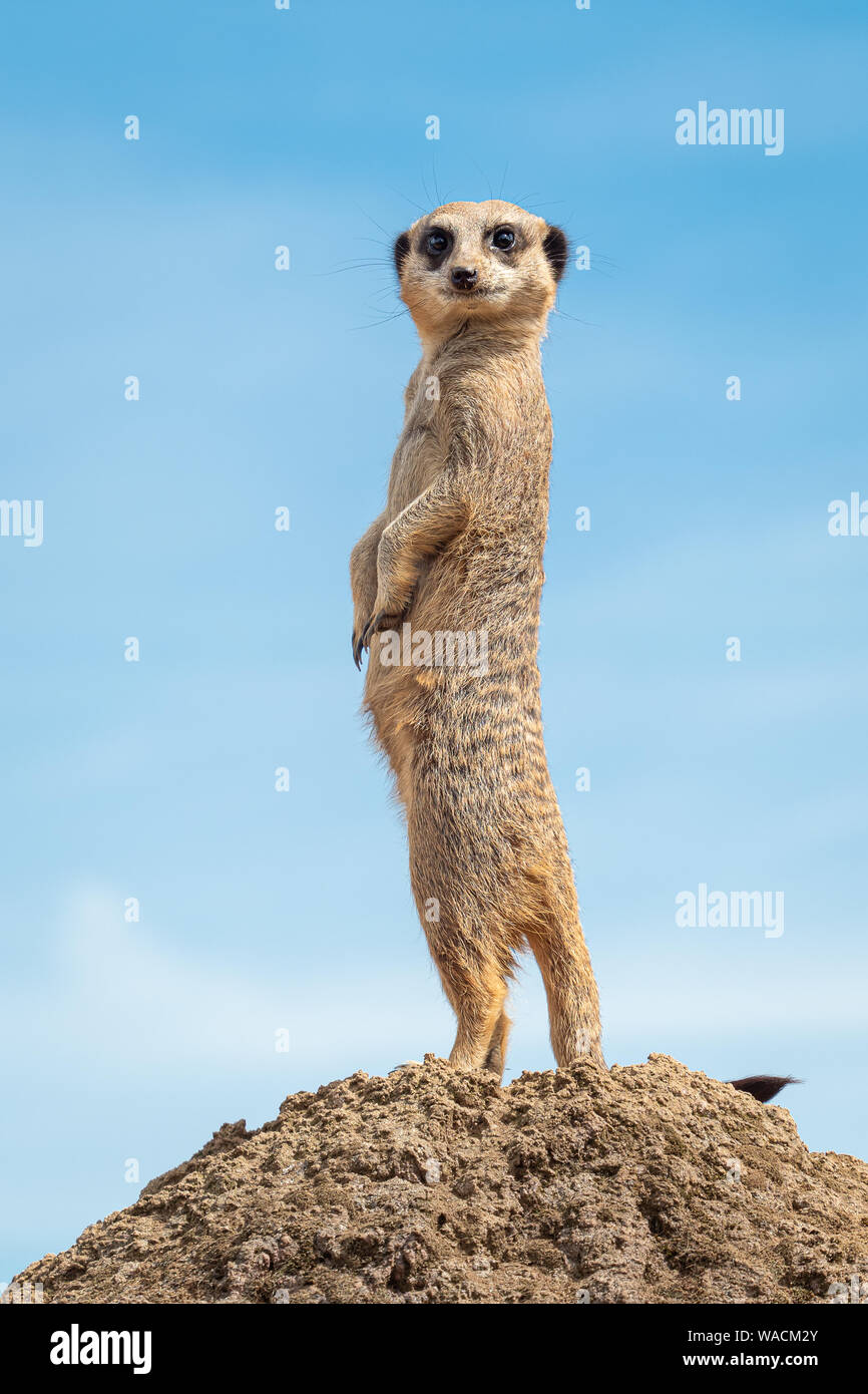 Meerkat on lookout Stock Photo - Alamy
