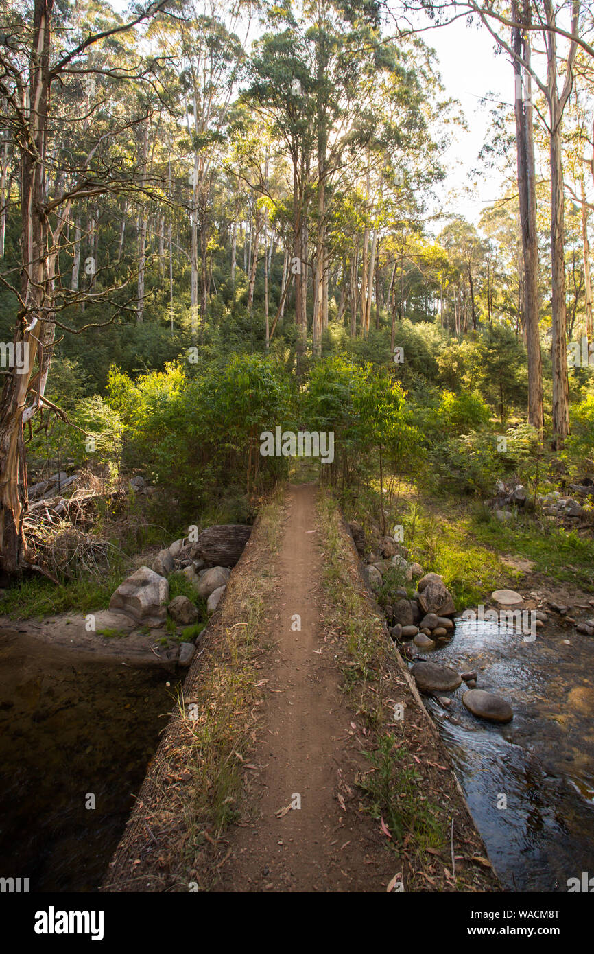 Delatite River Trail at Mt Buller Stock Photo - Alamy