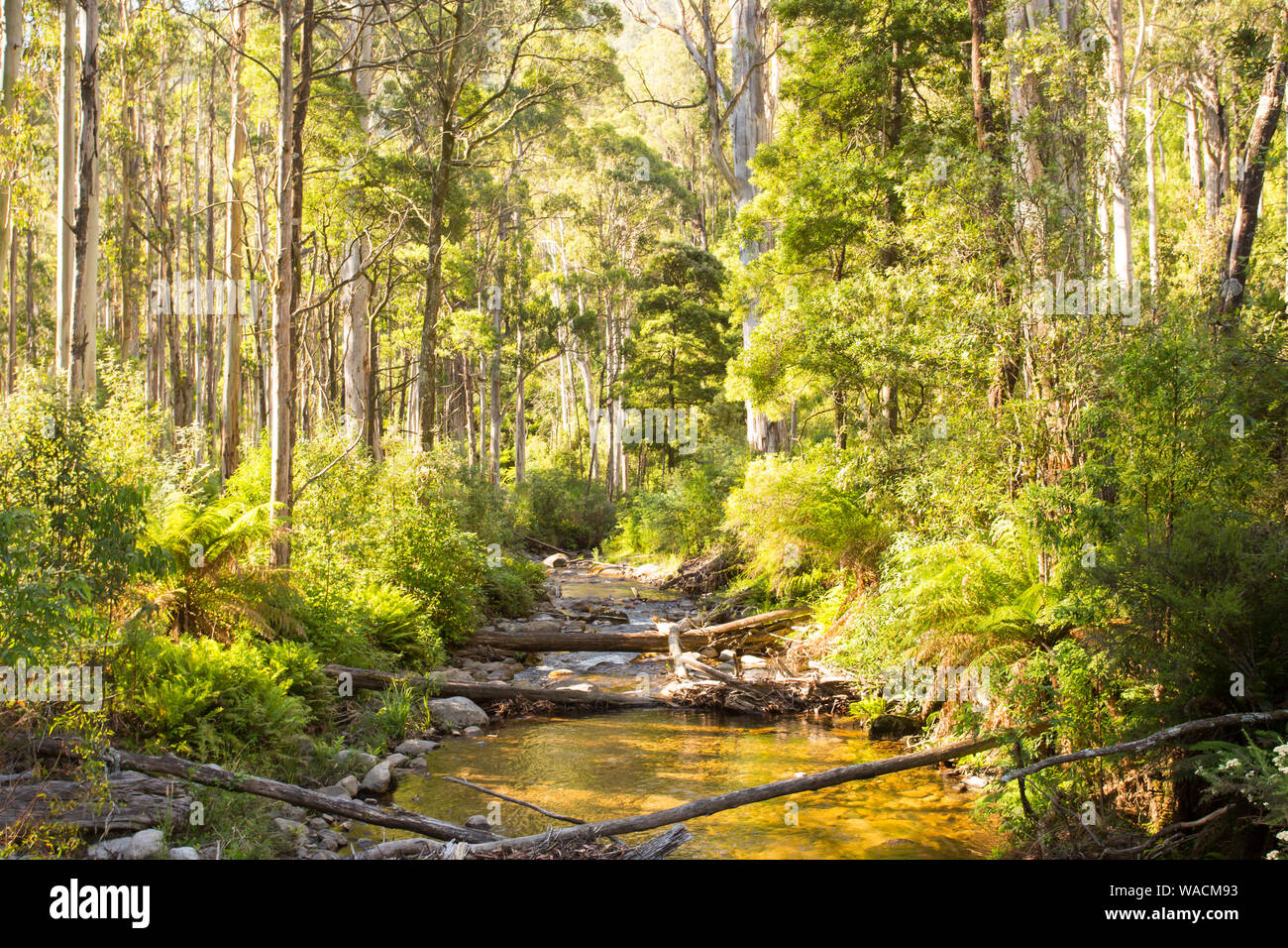 Delatite river trail hi-res stock photography and images - Alamy