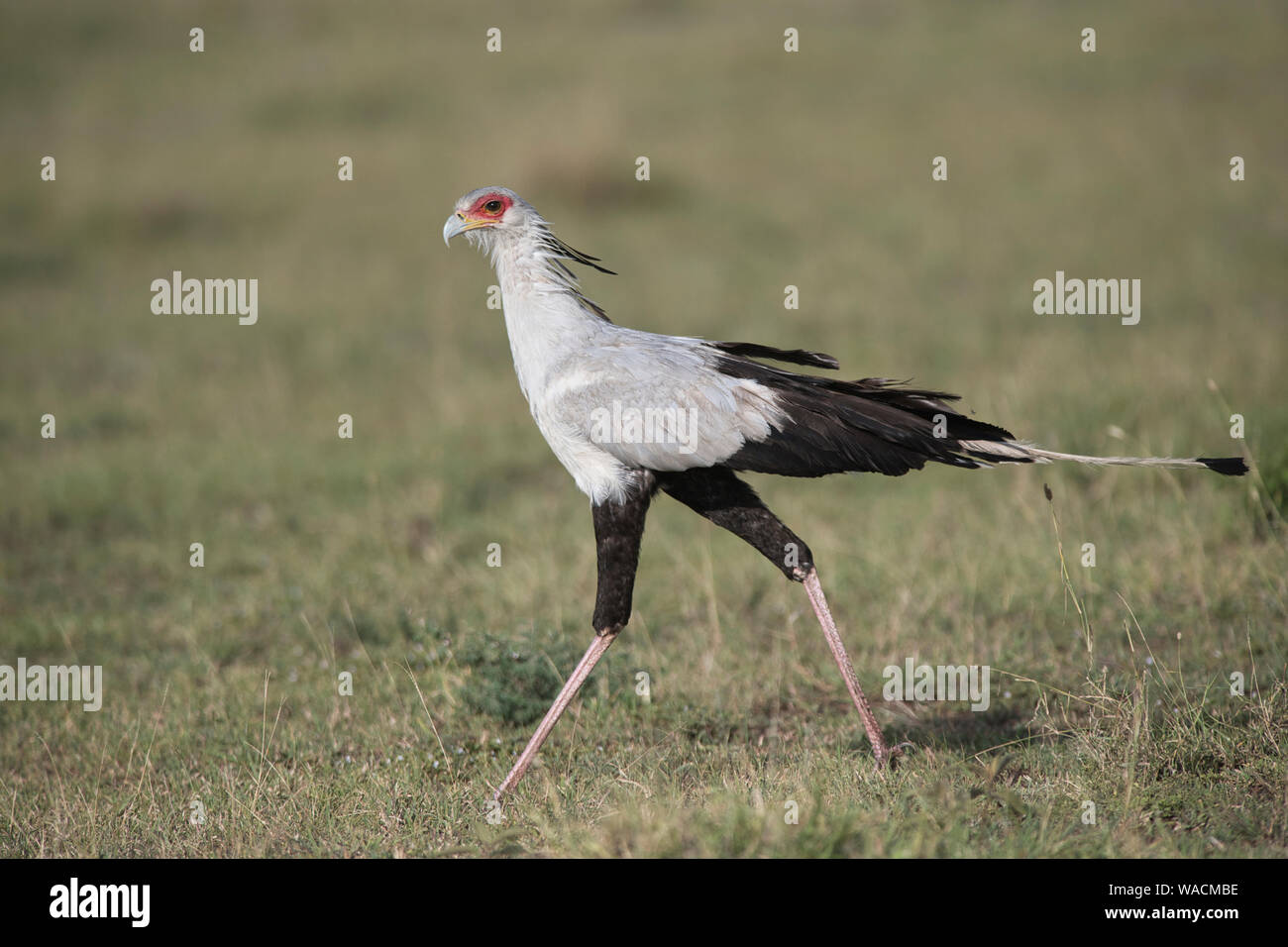 Secretary bird (Sagittarius serpentarius Stock Photo - Alamy