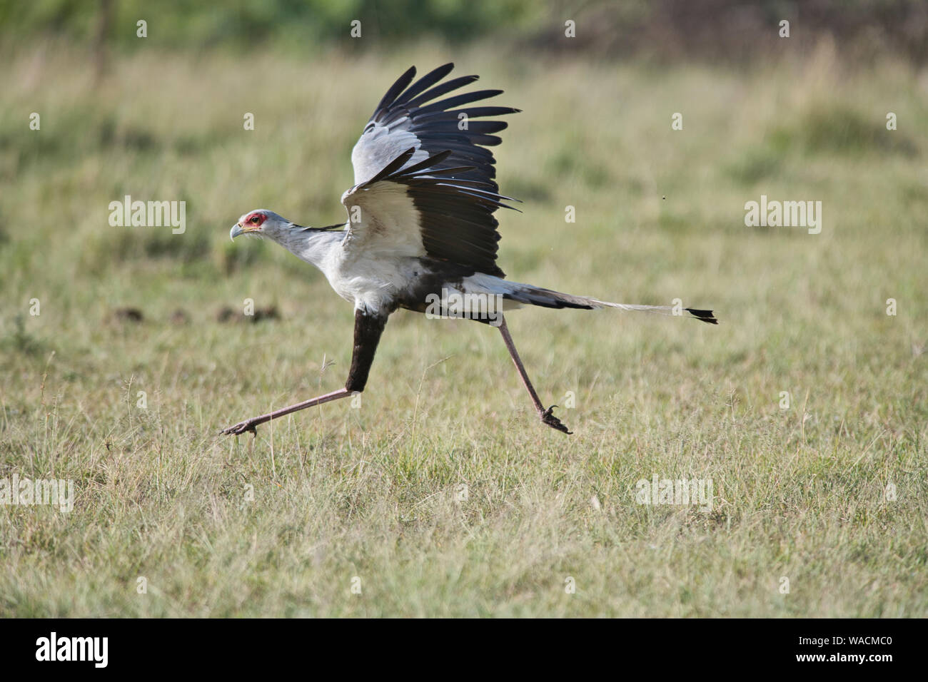 Secretary bird flying hi-res stock photography and images - Alamy