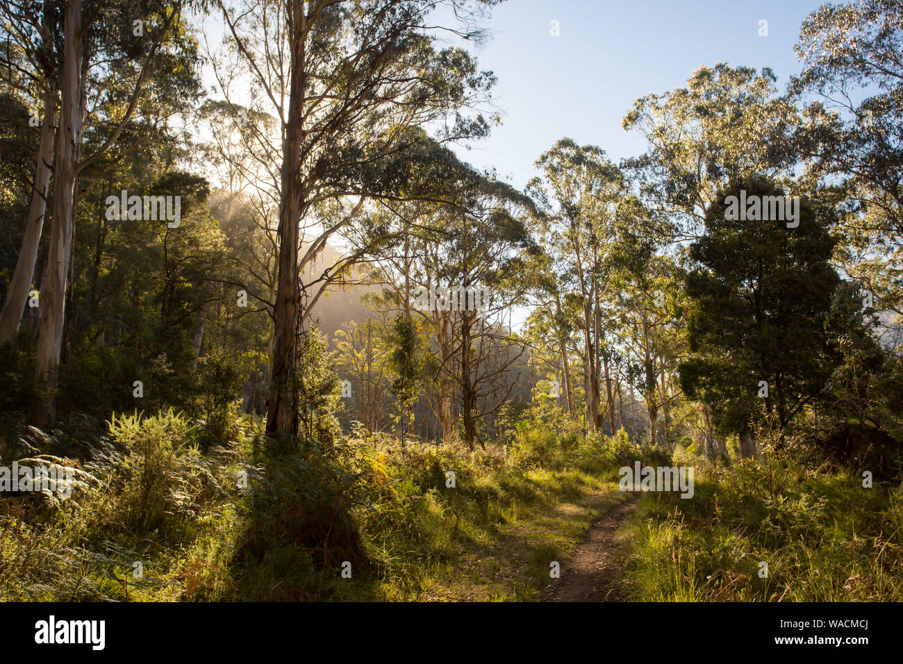 Delatite River Trail at Mt Buller Stock Photo - Alamy