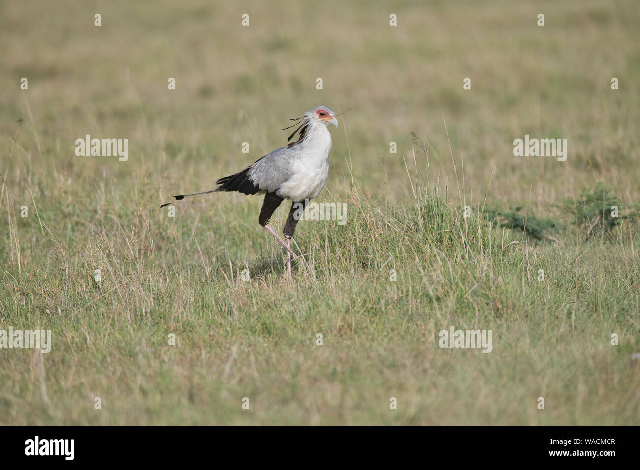 African secretary bird hi-res stock photography and images - Alamy
