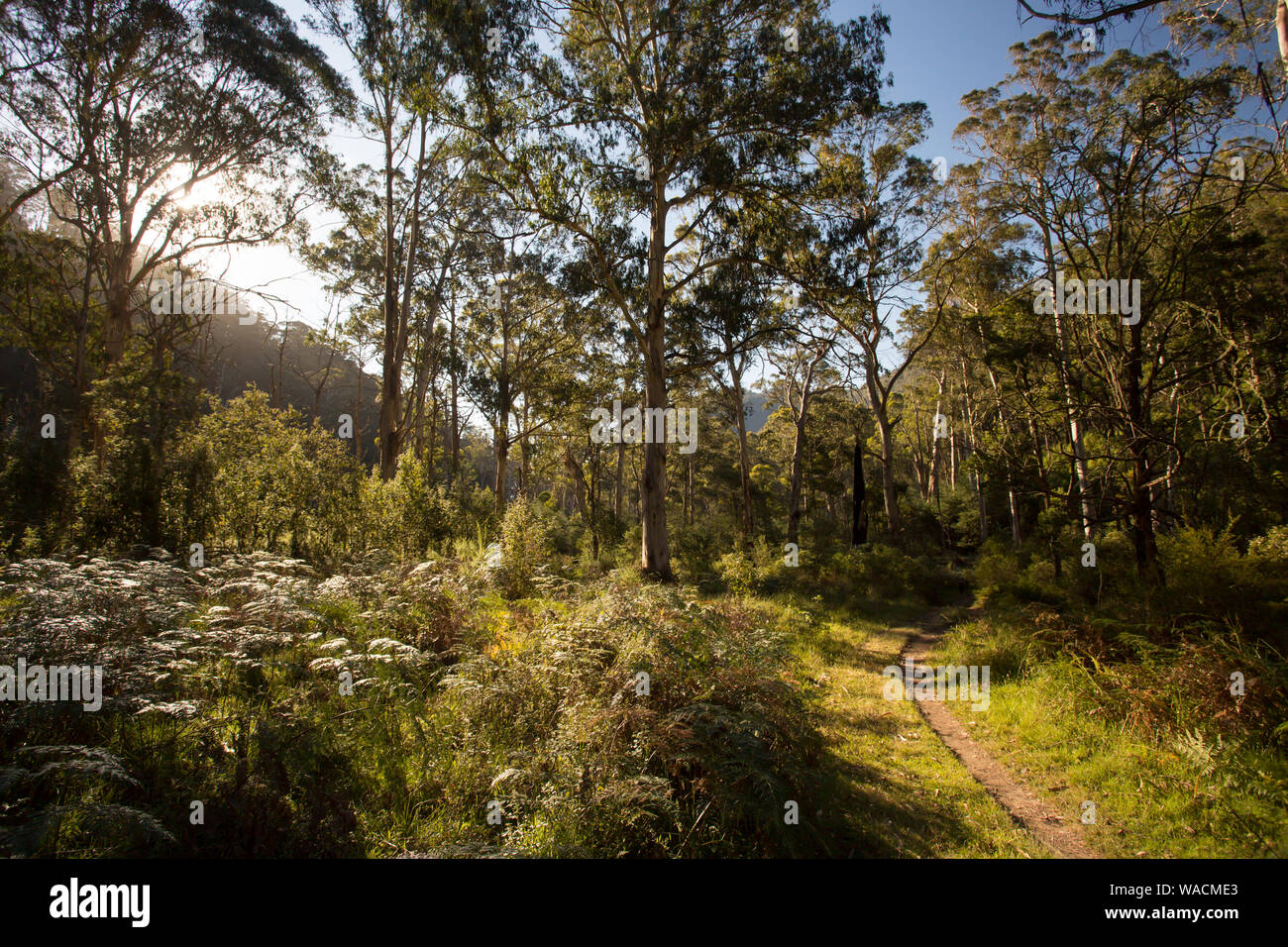 Delatite River Trail at Mt Buller Stock Photo - Alamy