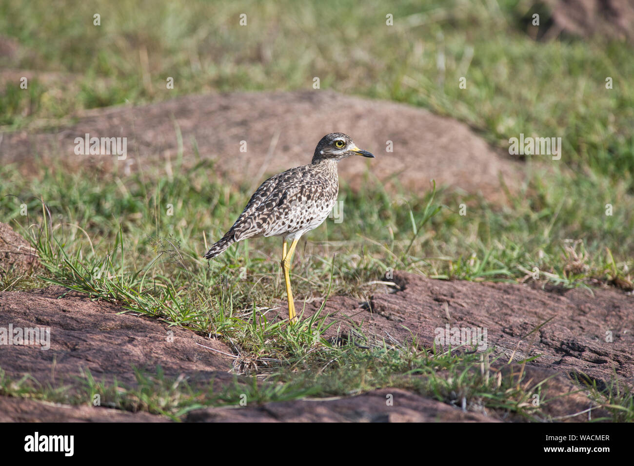 African dikkop hi-res stock photography and images - Alamy