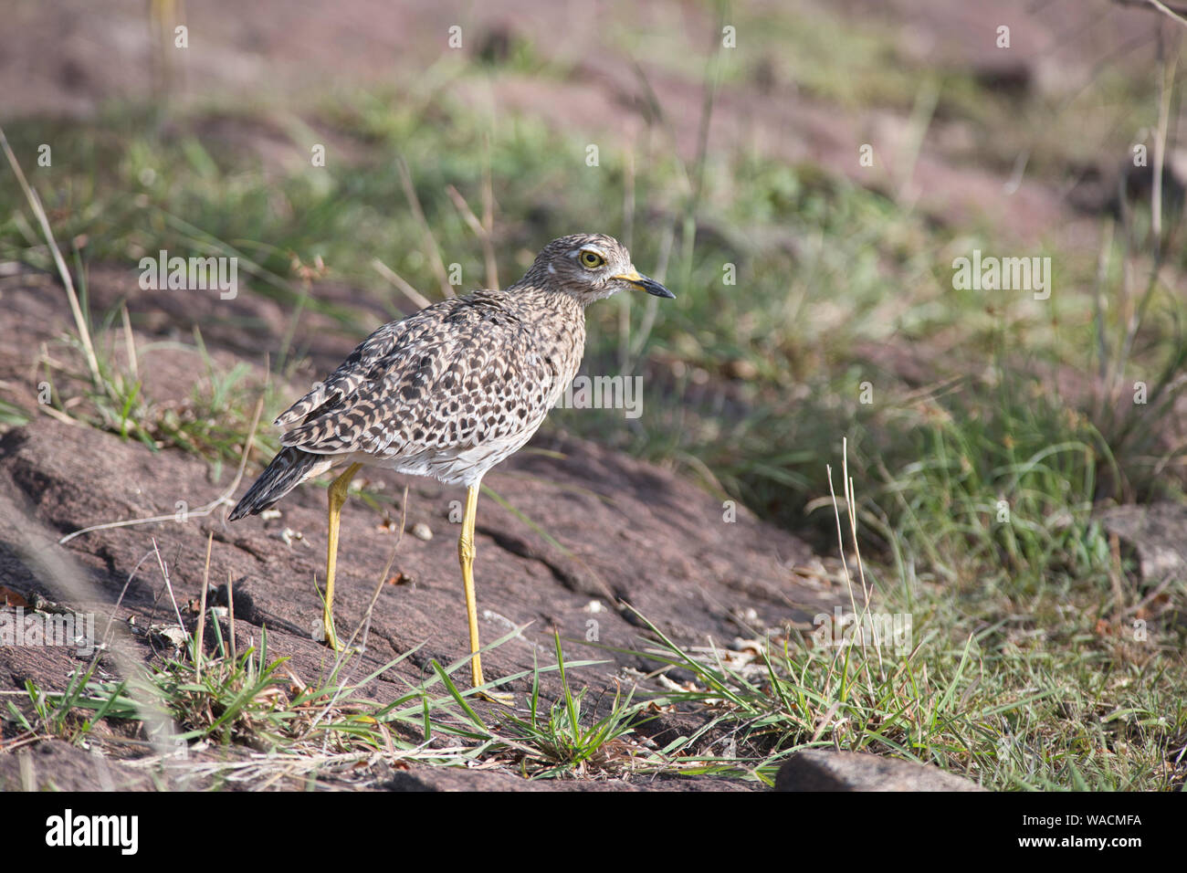 African dikkop hi-res stock photography and images - Alamy