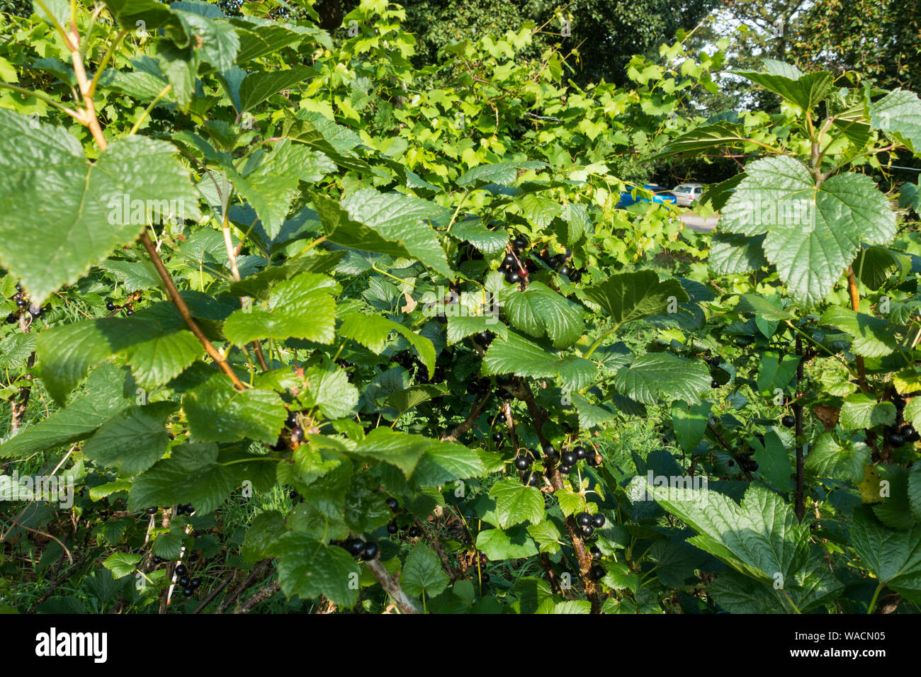 Ribe bush hi-res stock photography and images - Alamy