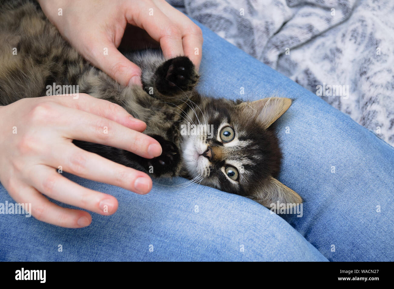Little kitty in the arms of the girl.Close-up Stock Photo - Alamy