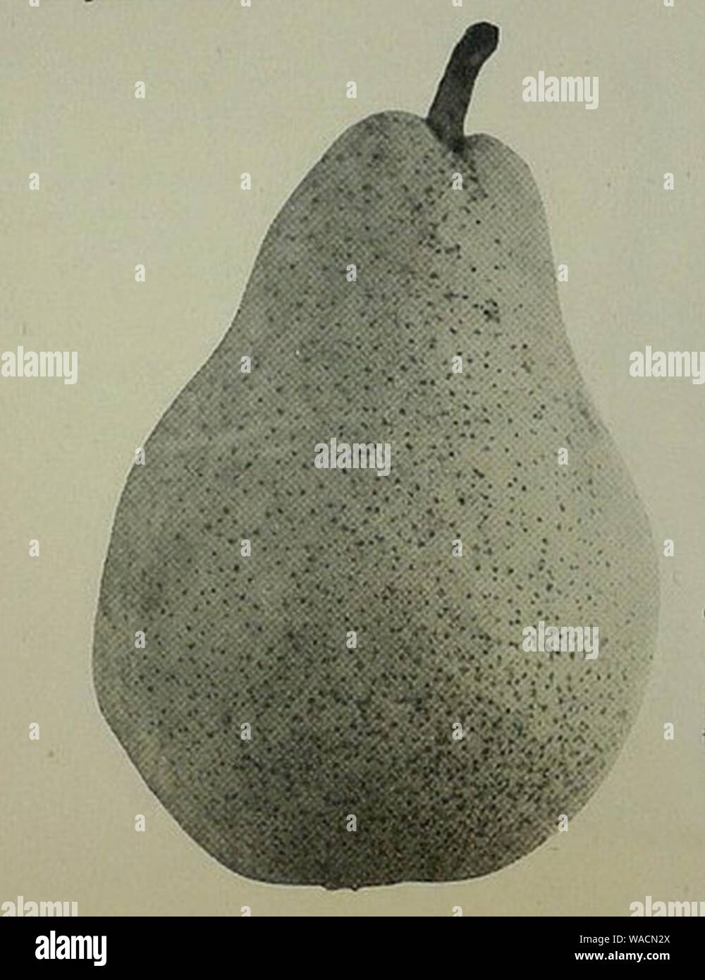 Jules guyot hi-res stock photography and images - Alamy