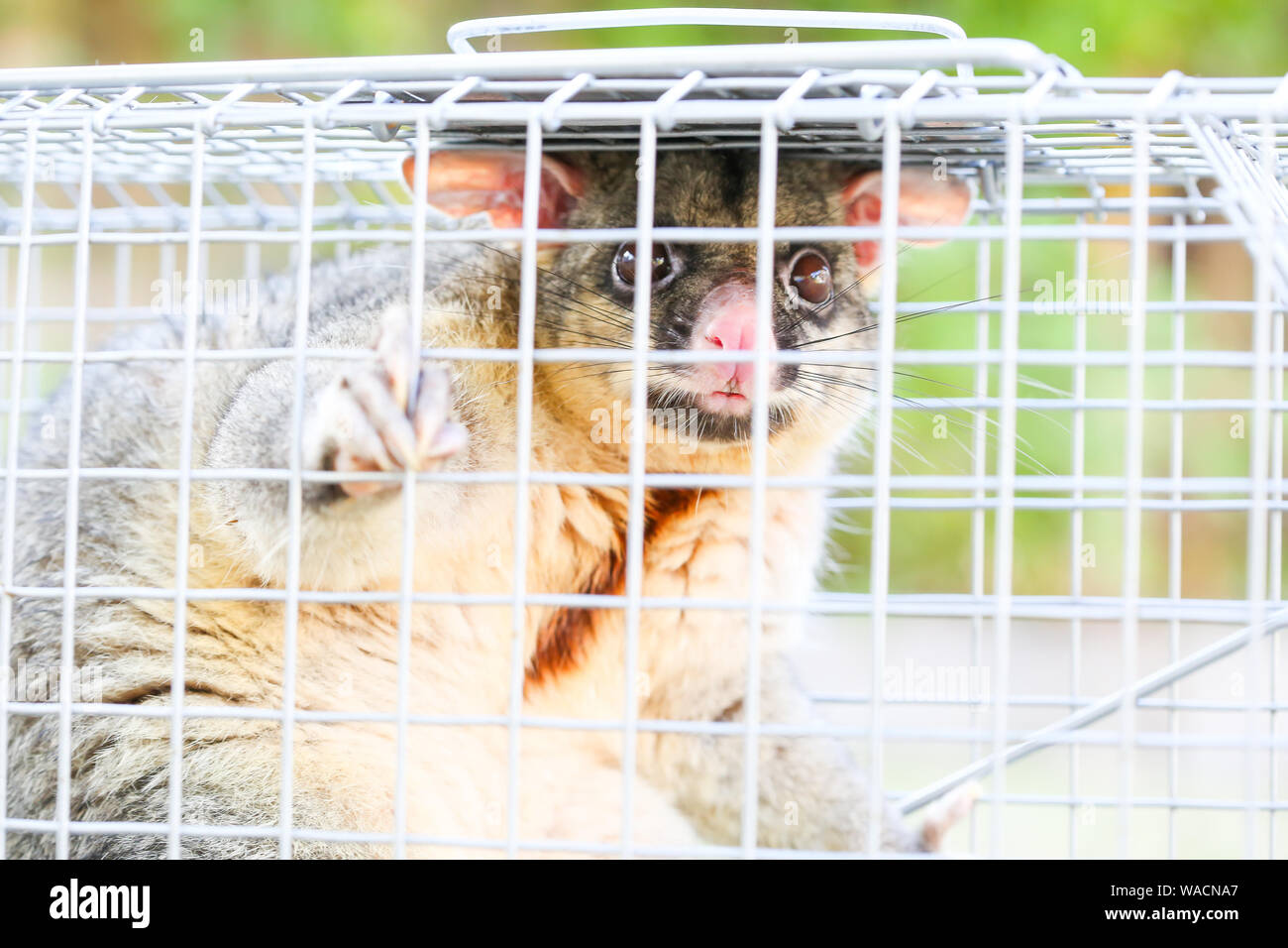 Possum Caught In a Trap Stock Photo - Alamy